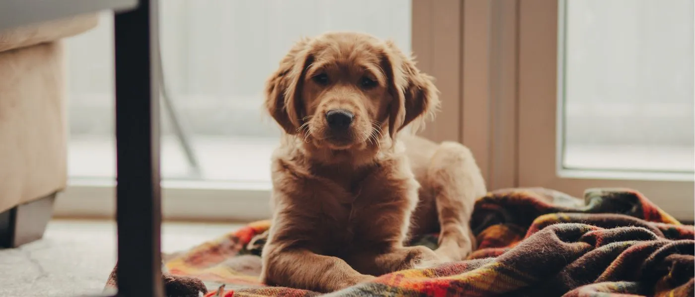 Puppyâ€™s First Vet Visit | Beehive Vets